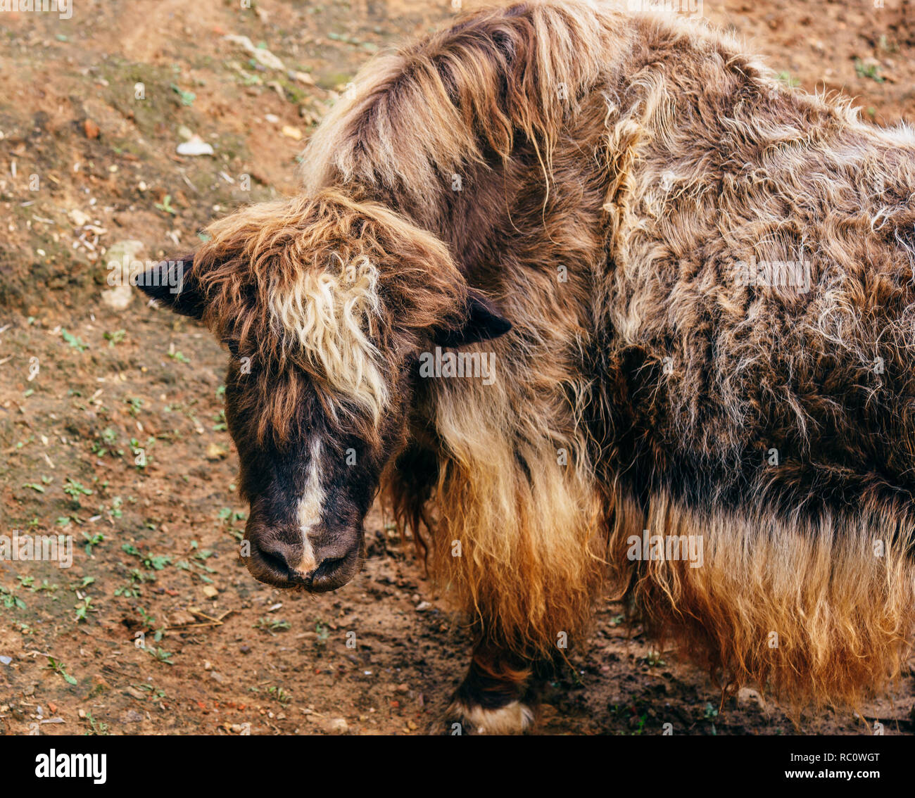 Yak With Horns High Resolution Stock Photography and Images - Alamy