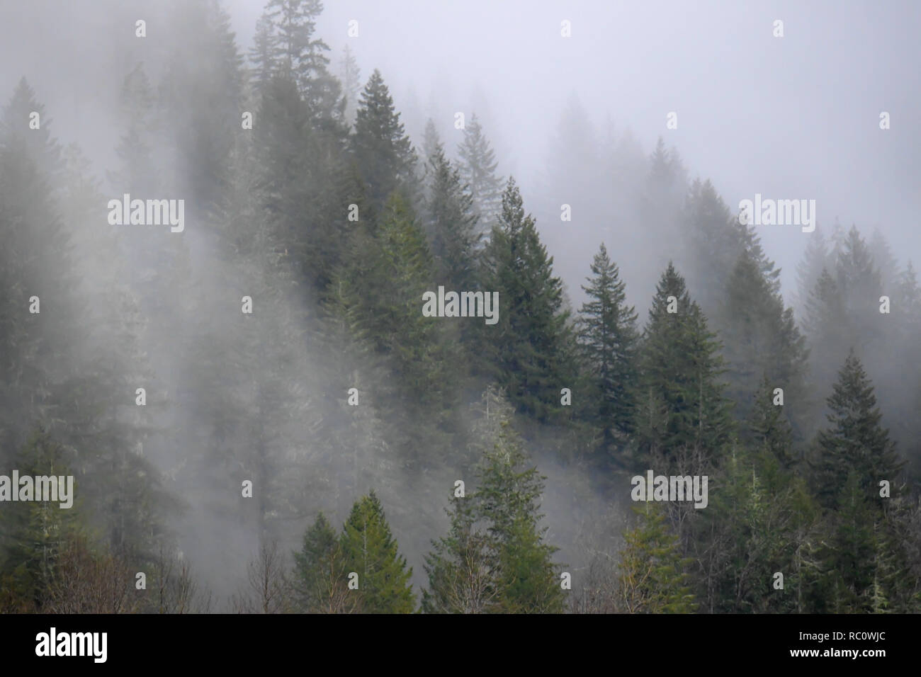 Typical Pacific Northwest mist shrouds winter evergreens in Washington ...