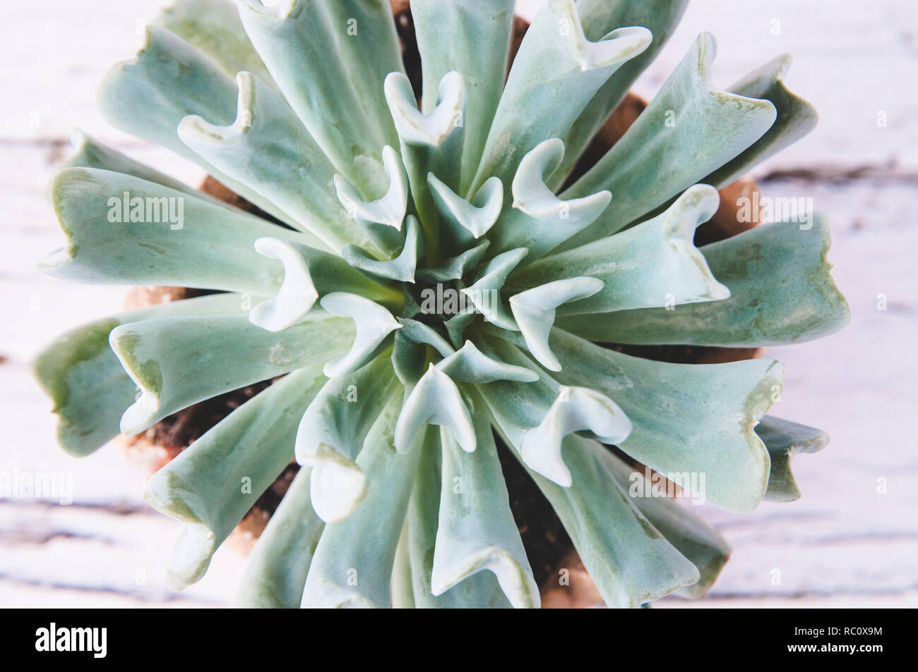 Little succulent hi-res stock photography and images - Alamy