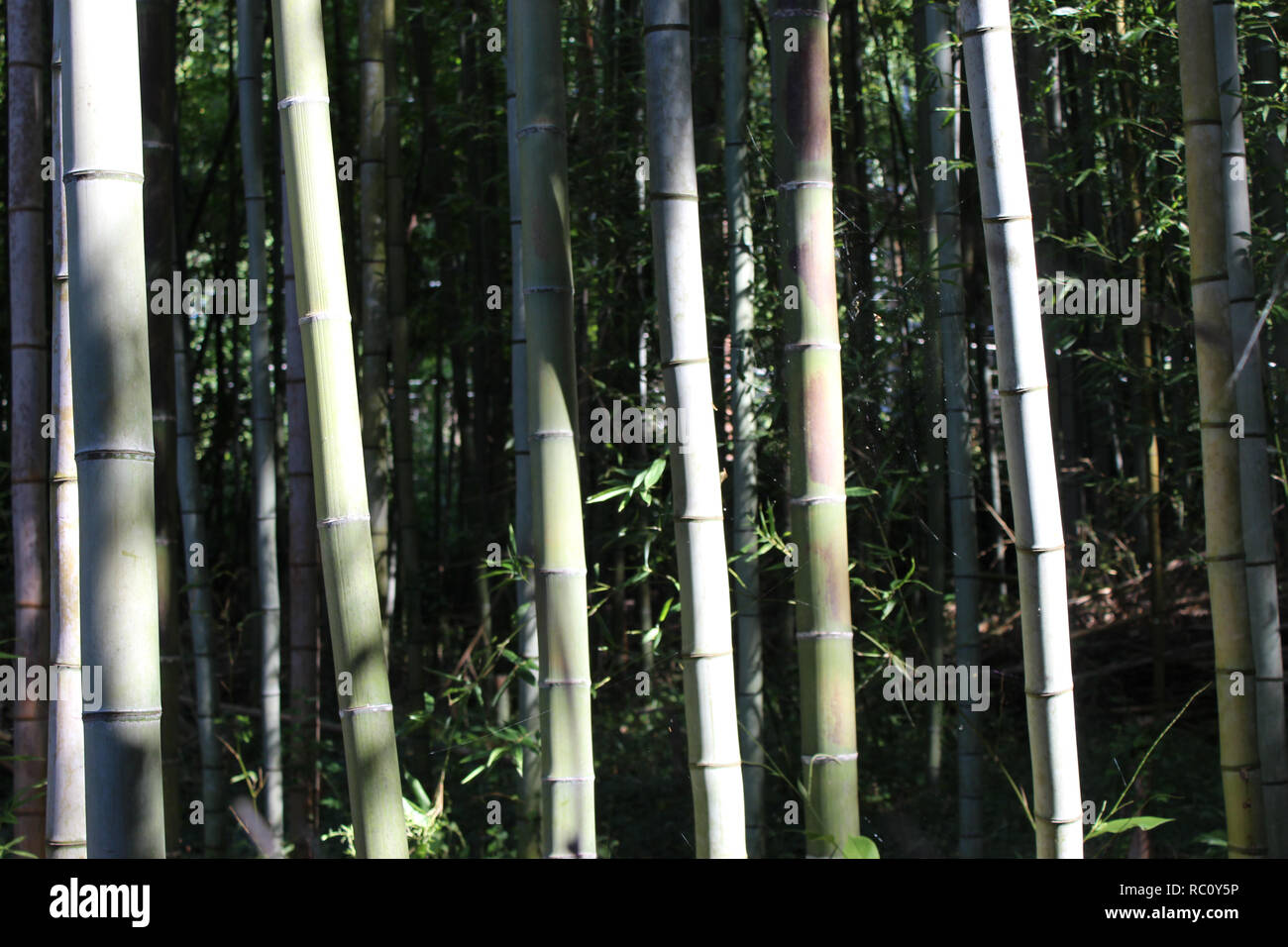 Bamboo forest at sagano arashiyama kyoto hi-res stock photography and ...