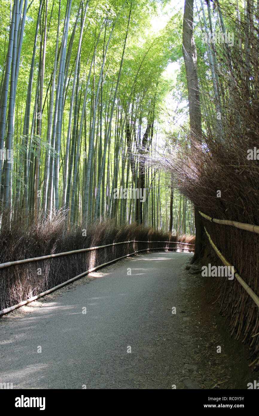 Bamboo forest at sagano arashiyama kyoto hi-res stock photography and ...