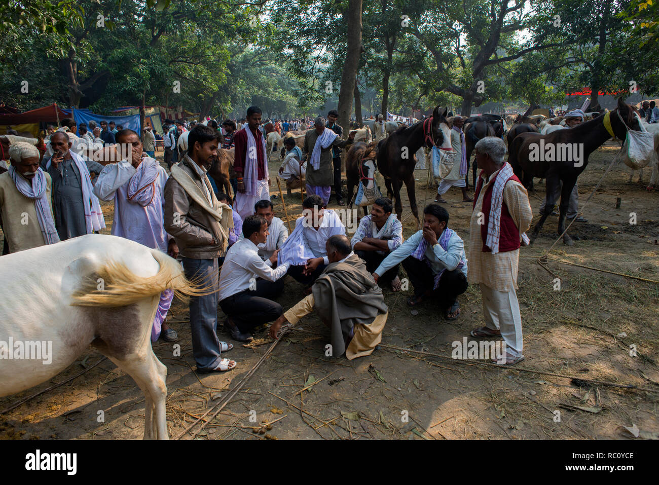 Traders buy and sell horses during the annual cattle fair at Sonpur in ...