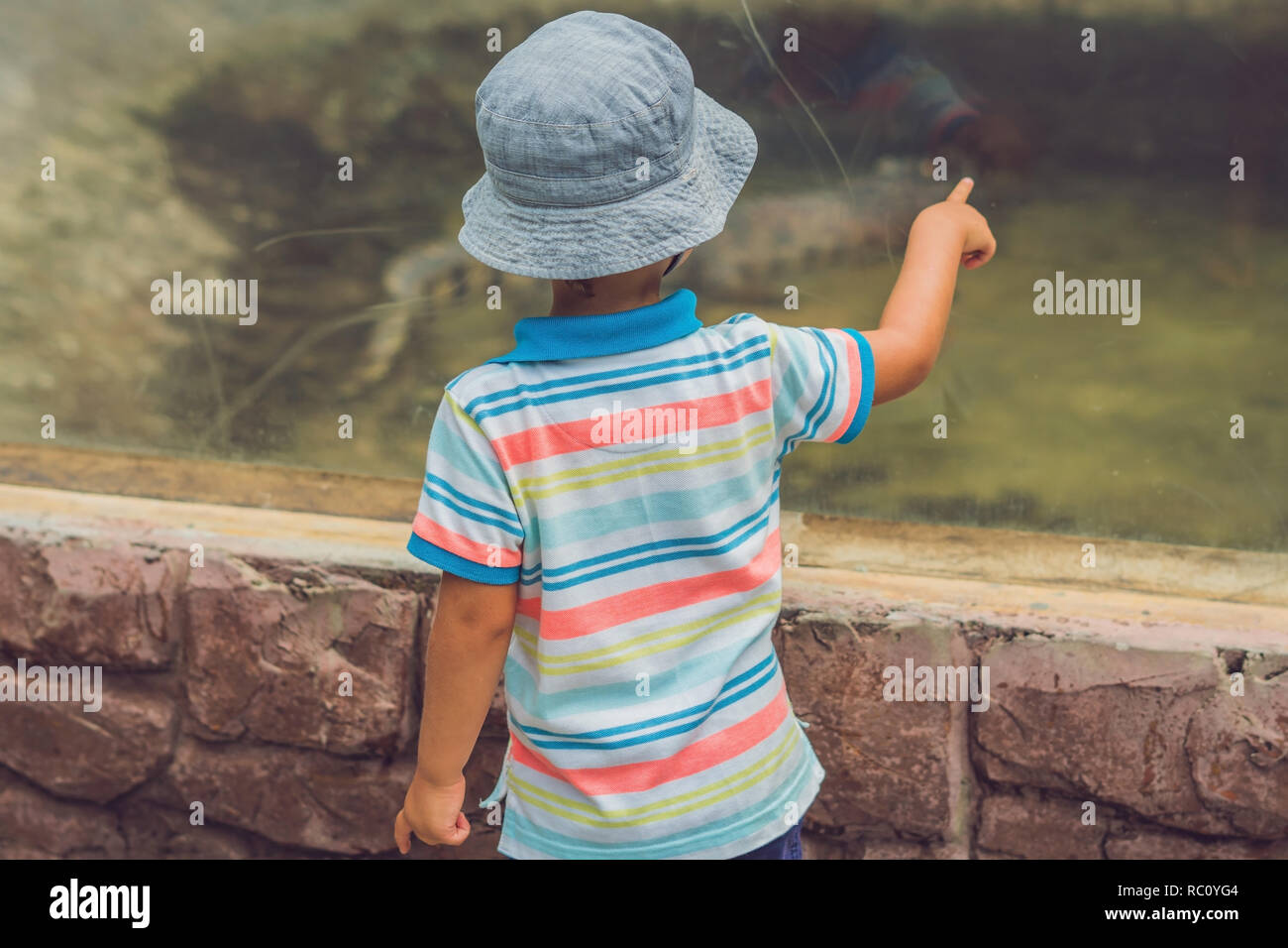 Boys watching reptiles in terrarium through glass Stock Photo - Alamy
