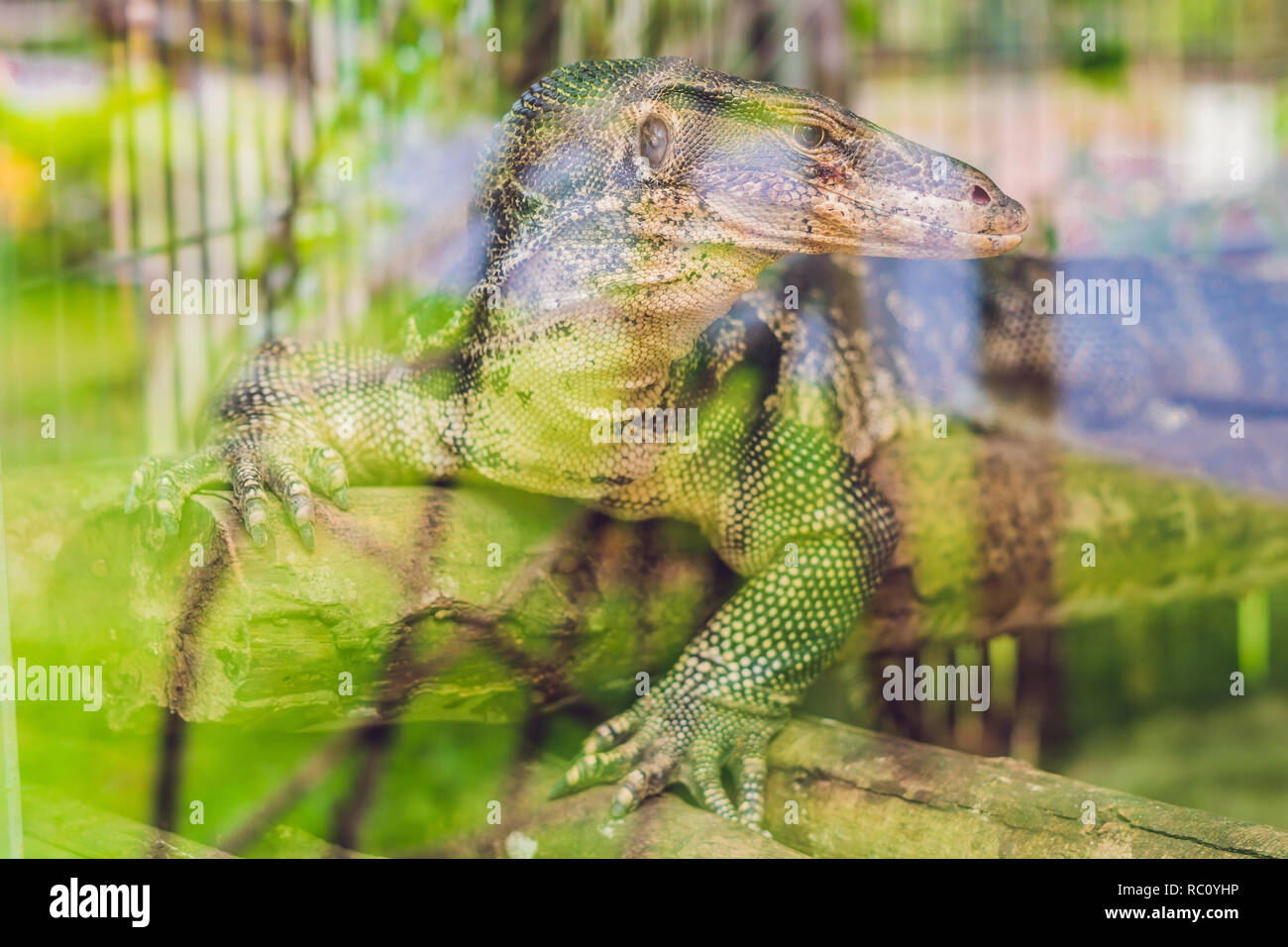 A large lizard in the terrarium of the zoo behind the glass Stock Photo ...
