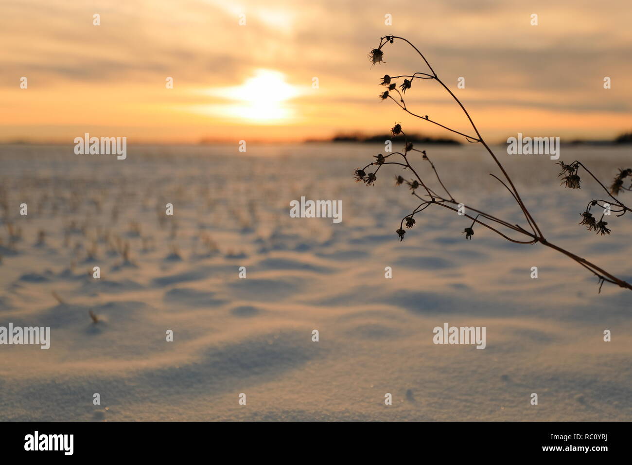 Snowy field with dead plant sunset in winter Stock Photo - Alamy