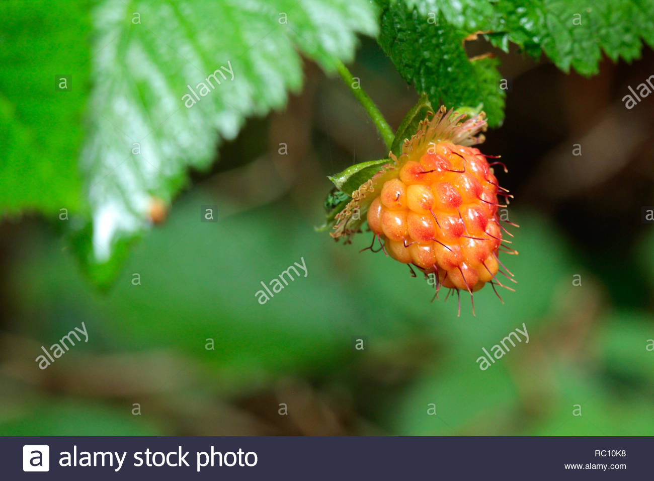Salmonberry Stock Photos & Salmonberry Stock Images - Alamy