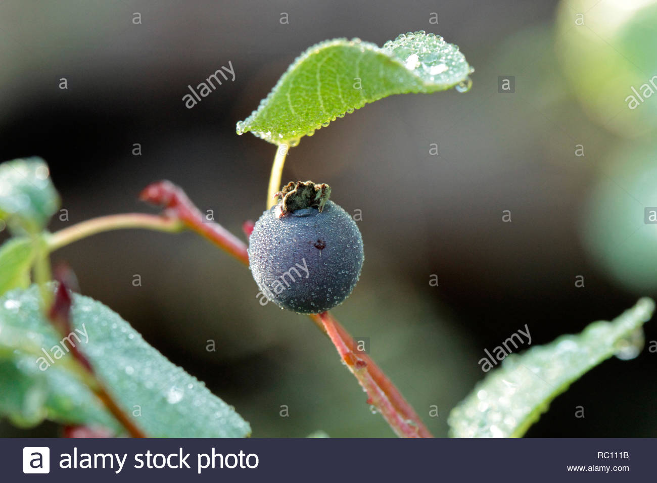 Serviceberry High Resolution Stock Photography and Images - Alamy