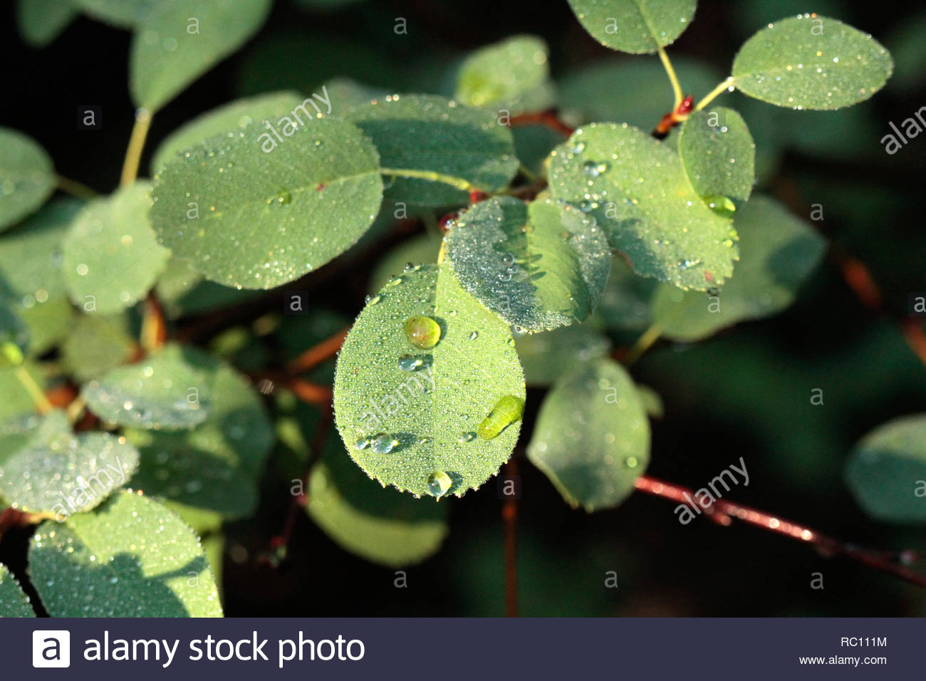 Serviceberry High Resolution Stock Photography and Images - Alamy