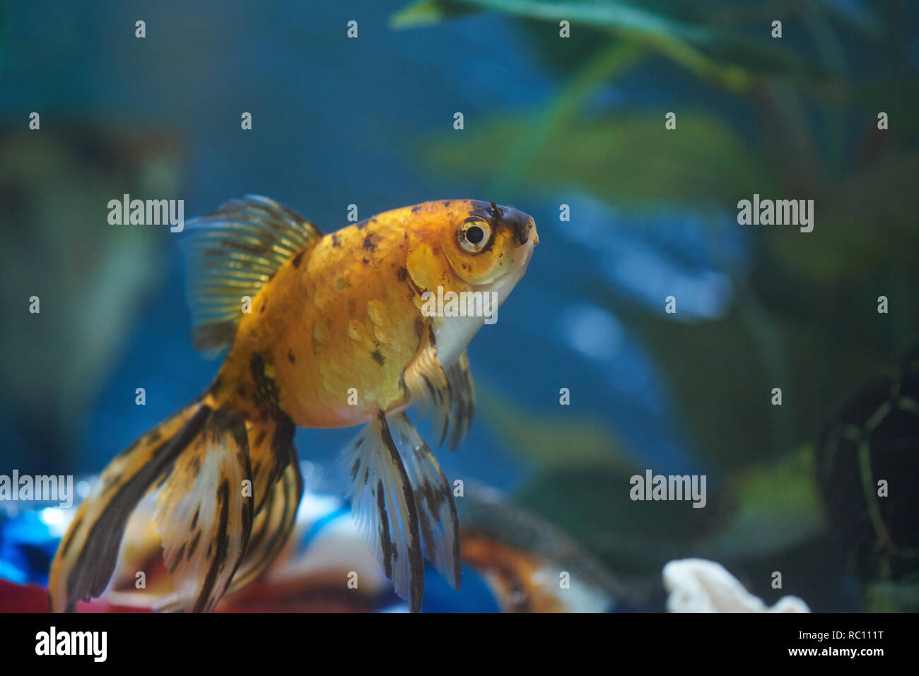 One real gold fish in blue aquarium water macro view Stock Photo - Alamy