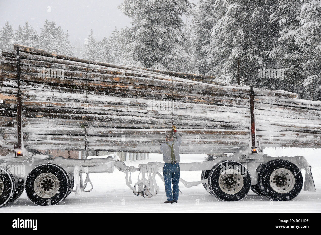 Logging truck and national forest hi-res stock photography and images ...