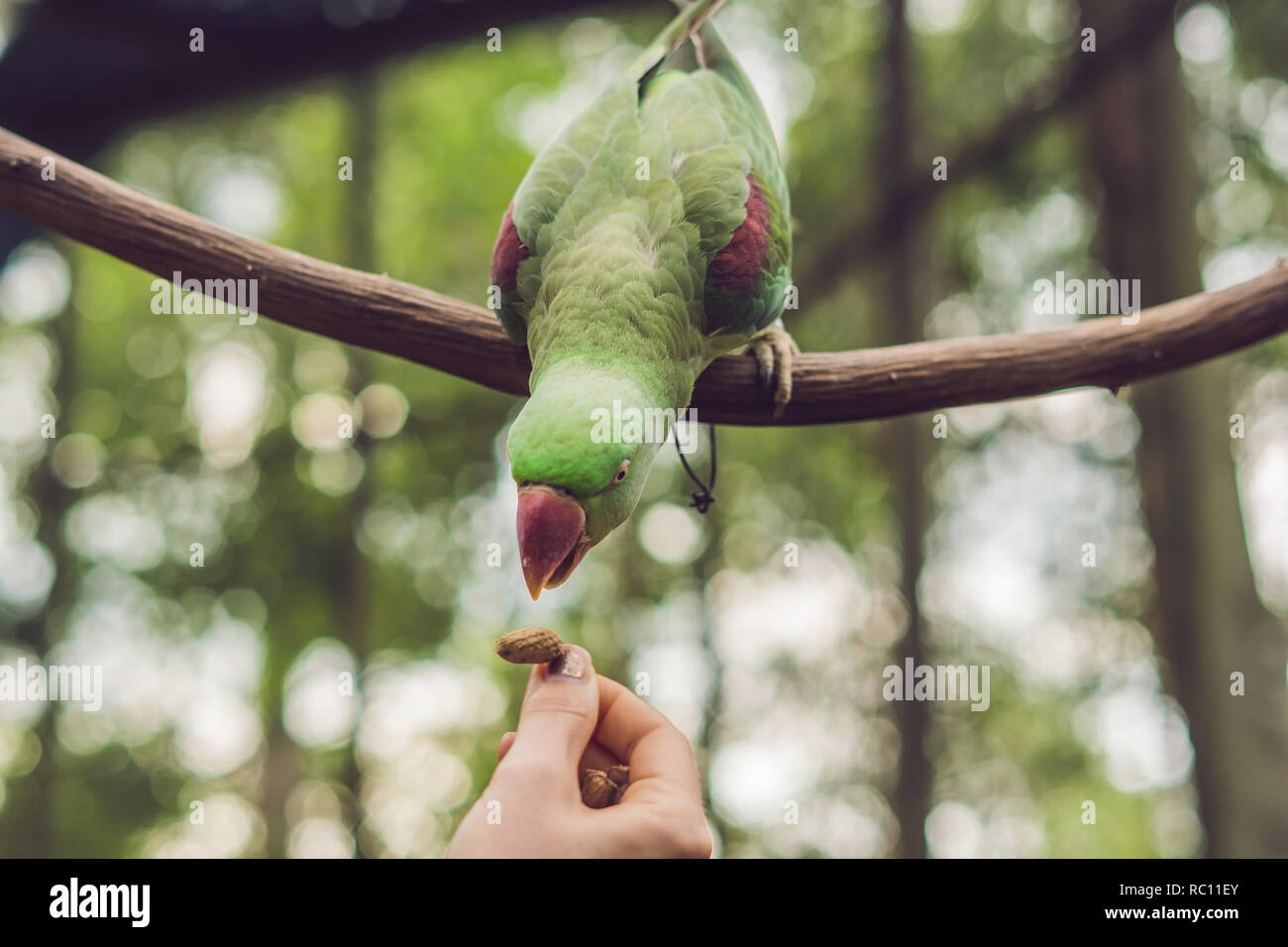 Big beautiful parrot sitting on a tree branch Stock Photo - Alamy
