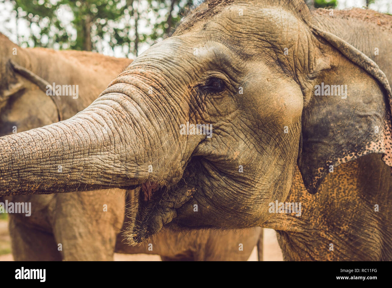 Asian elephants nature trees india hi-res stock photography and images ...