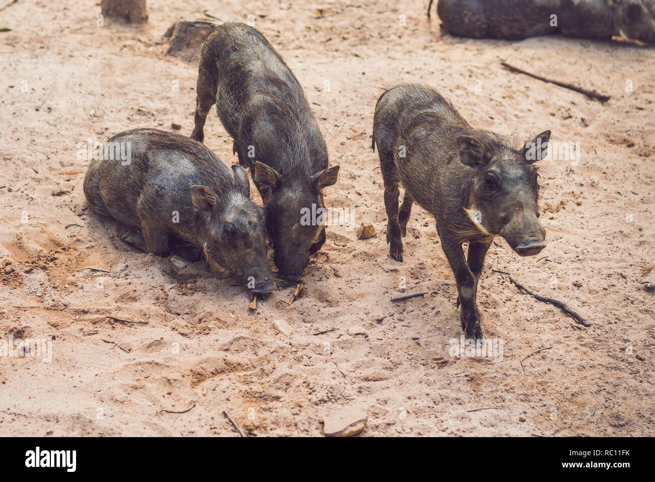Warthogs phacochoerus mammalia hi-res stock photography and images - Alamy