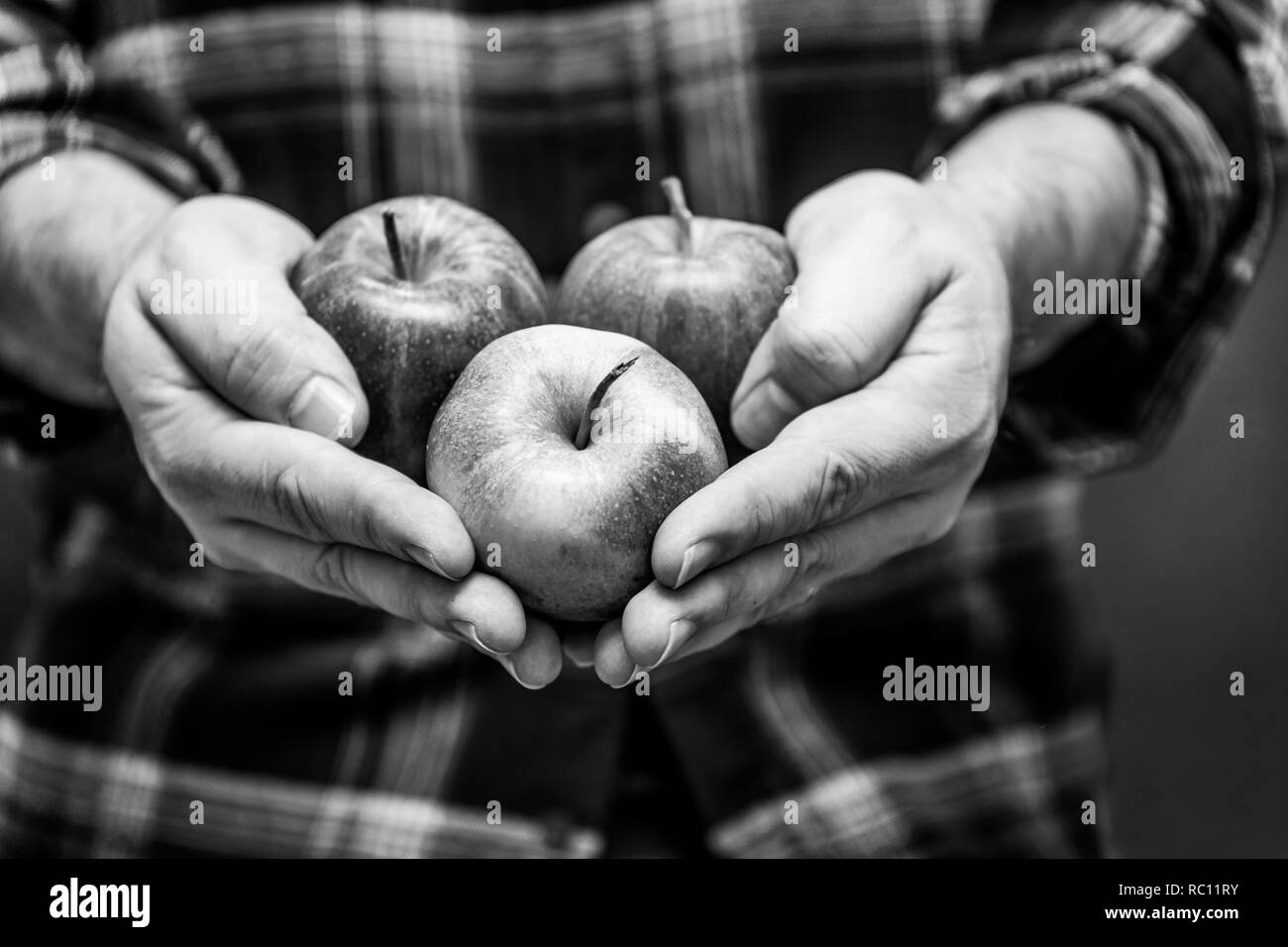 Hand holding apple Black and White Stock Photos & Images - Alamy