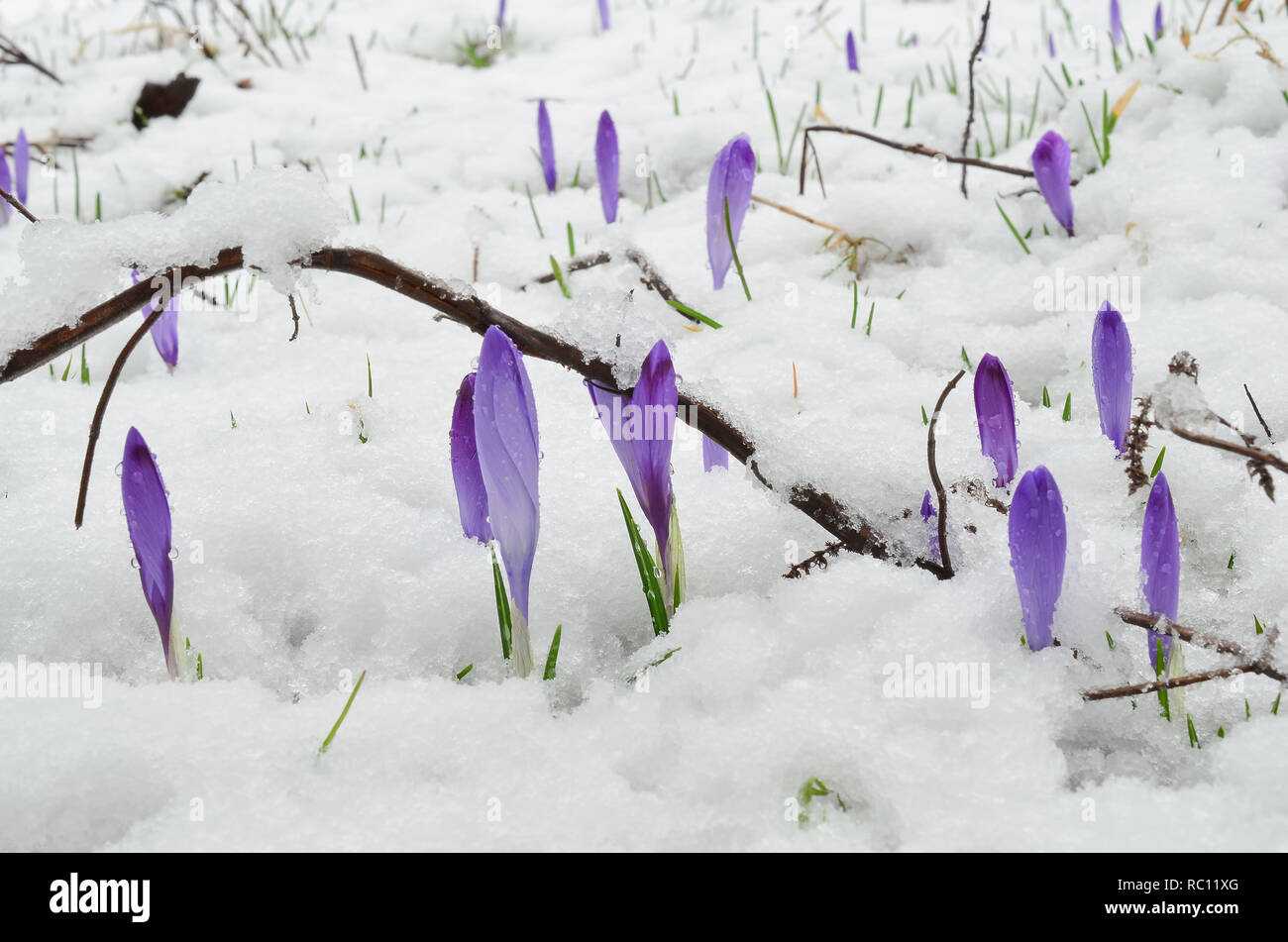 Early spring wild Saffron flowers on a mountain meadow covered by late ...