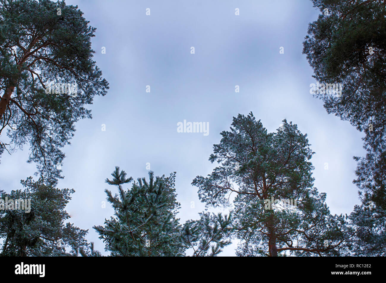 Tree top branches covered hi-res stock photography and images - Alamy