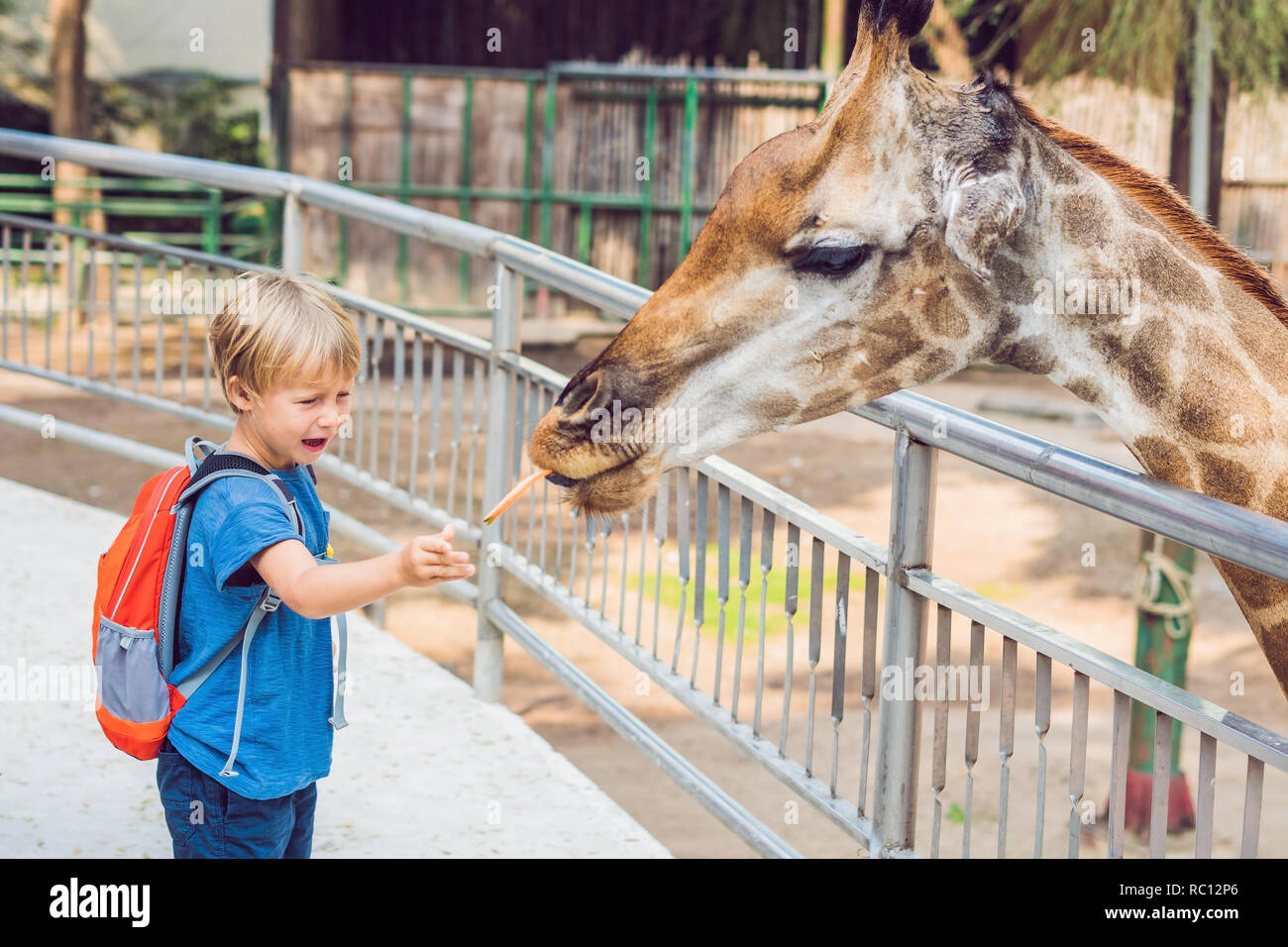 School kids at farm feeding animals hi-res stock photography and images ...
