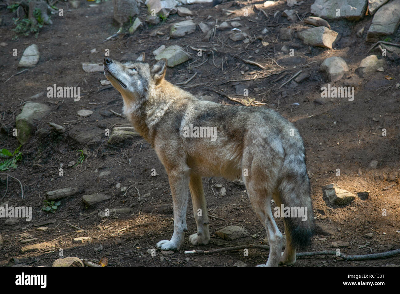 wolf in Omega park in Quebec, Canada, close up Stock Photo - Alamy