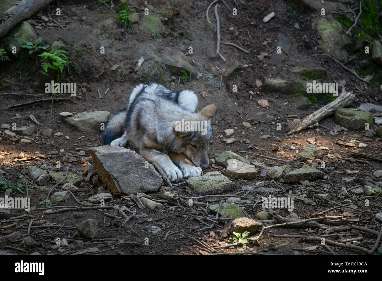 wolf in Omega park in Quebec, Canada, close up Stock Photo - Alamy