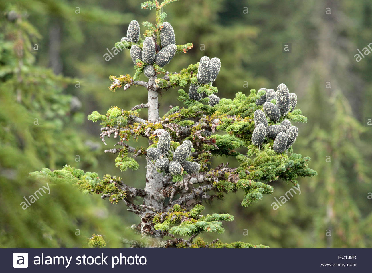 Pacific Silver Fir Abies Amabilis High Resolution Stock Photography and ...