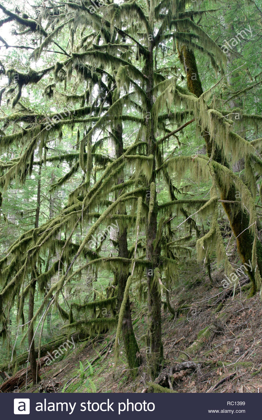 Pacific Yew Tree High Resolution Stock Photography and Images - Alamy