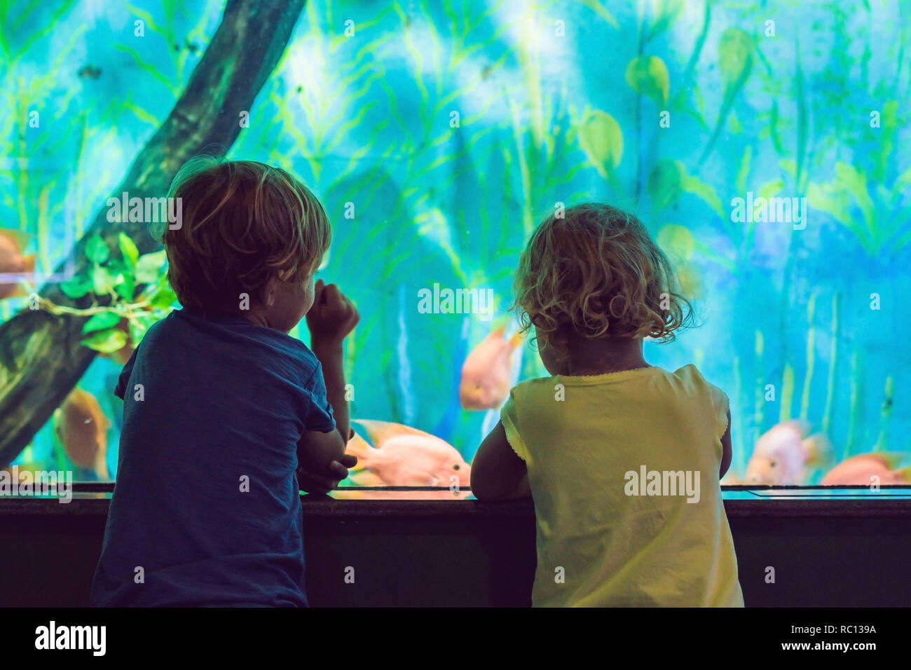 Child Looking Aquarium Stock Photos & Child Looking Aquarium Stock ...