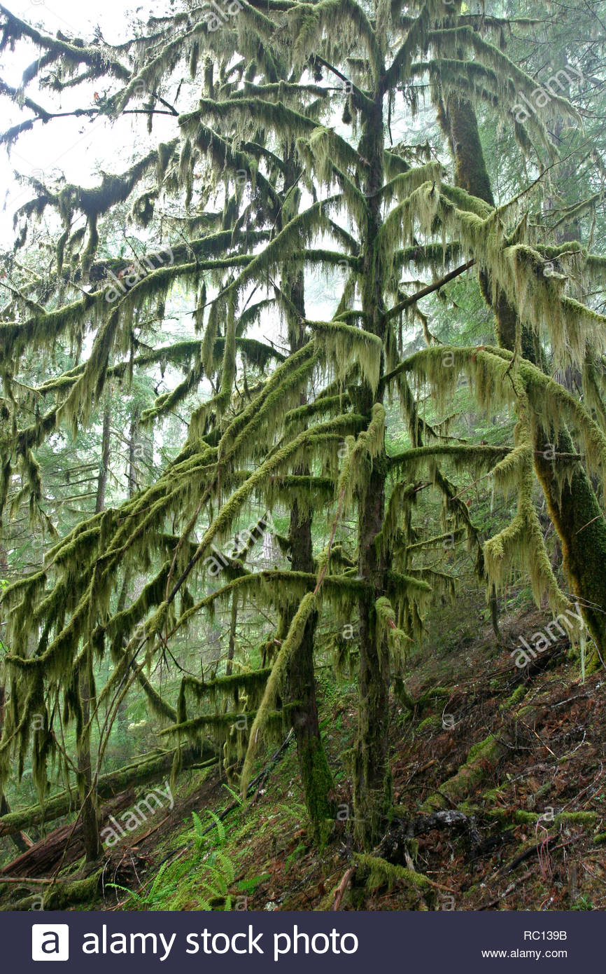 Pacific Yew Tree High Resolution Stock Photography and Images - Alamy