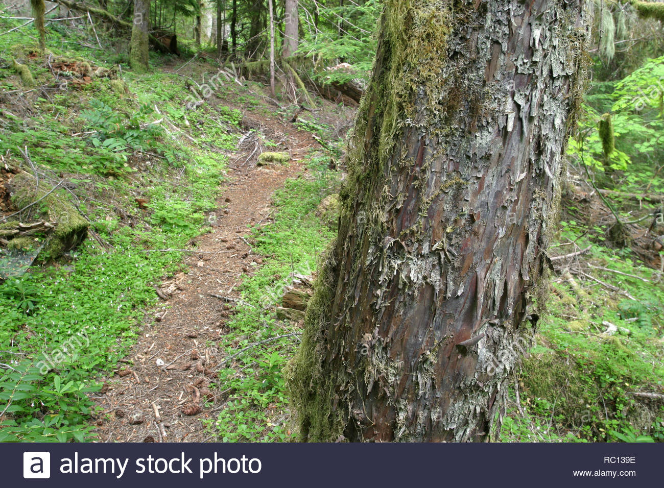Pacific Yew Tree High Resolution Stock Photography and Images - Alamy