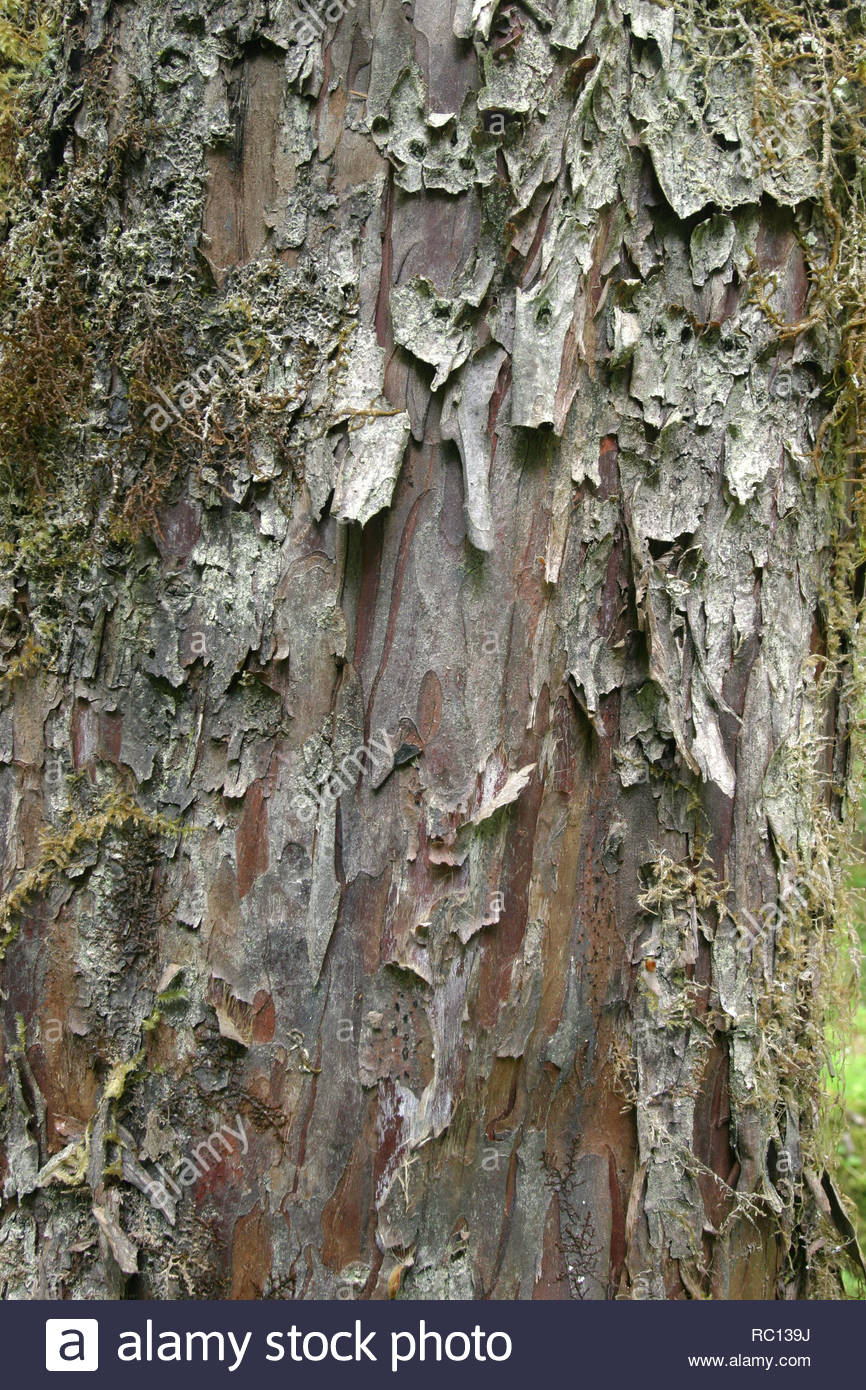 Pacific Yew Taxus Brevifolia Stock Photos & Pacific Yew Taxus ...