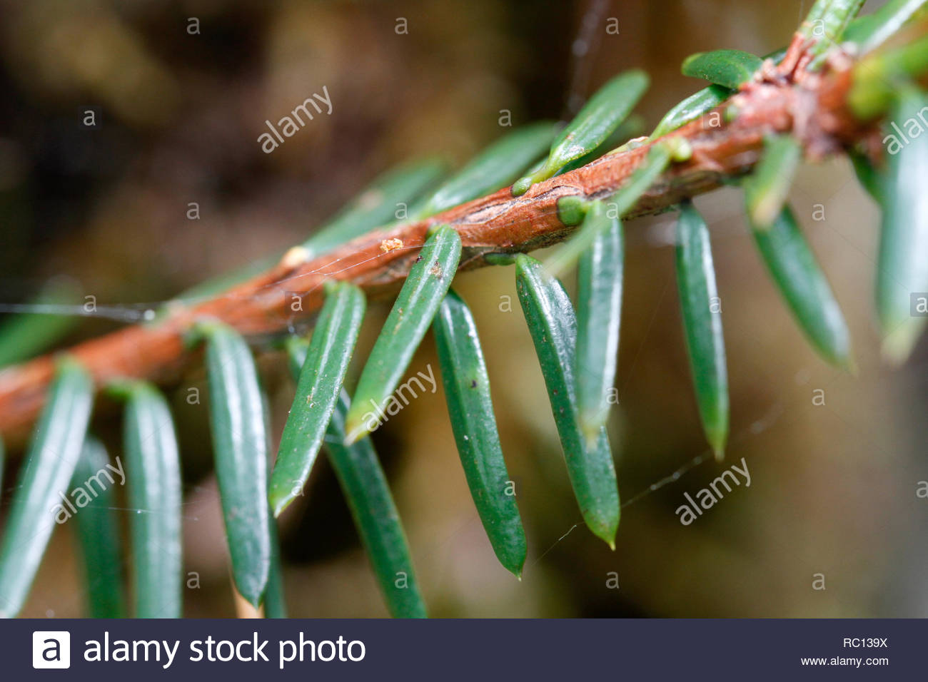Pacific Yew Tree High Resolution Stock Photography and Images - Alamy