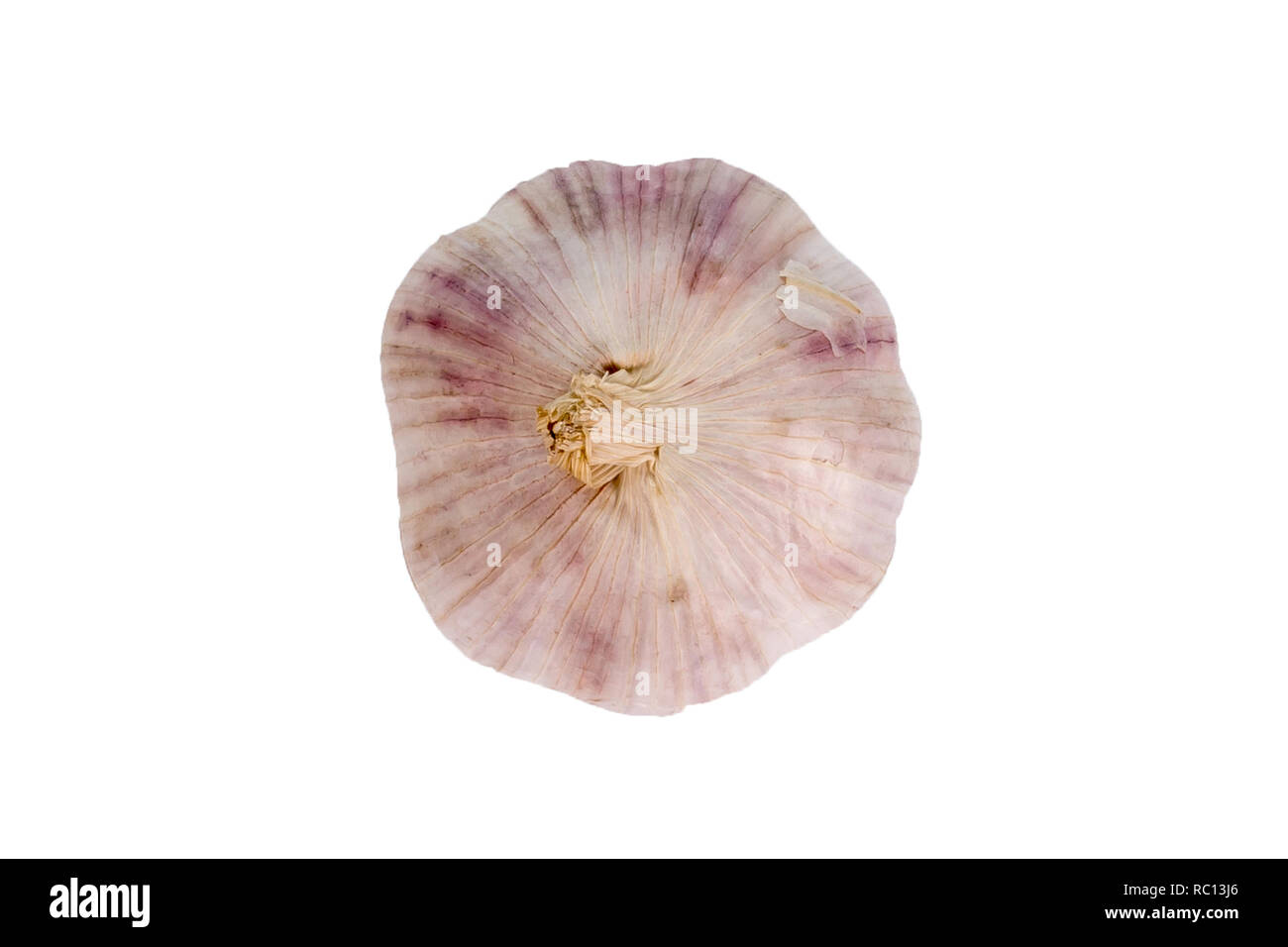 Garlic is a native spice used in cooking, images isolated on white ...