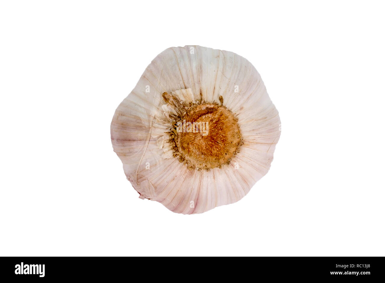 Garlic is a native spice used in cooking, images isolated on white ...