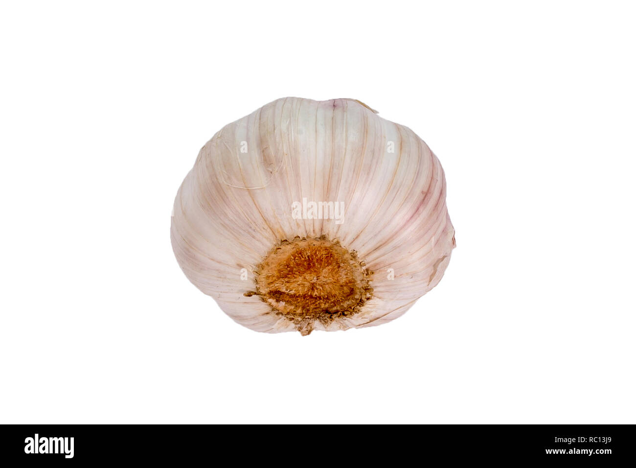Garlic is a native spice used in cooking, images isolated on white ...