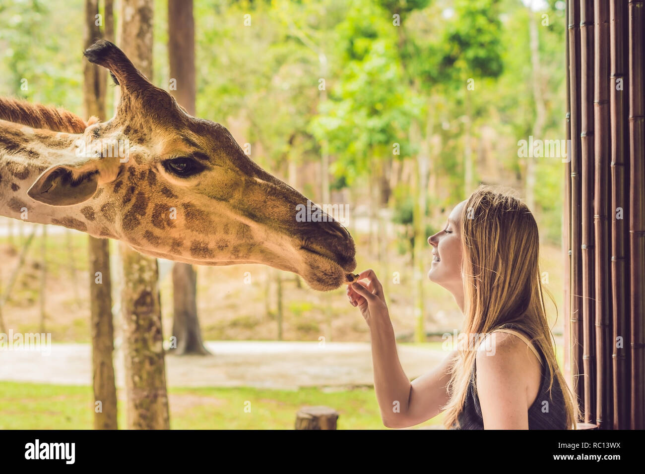 Happy young woman watching and feeding giraffe in zoo. Happy young ...