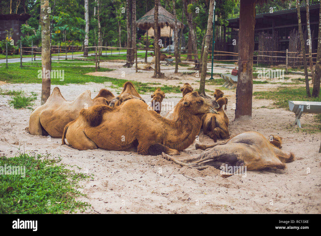 Australian Camel Farm High Resolution Stock Photography and Images - Alamy