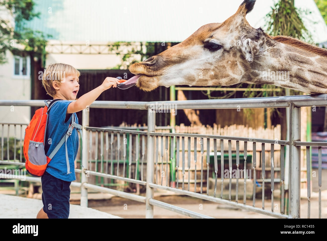 little kid boy watching and feeding giraffe in zoo. Happy kid having ...