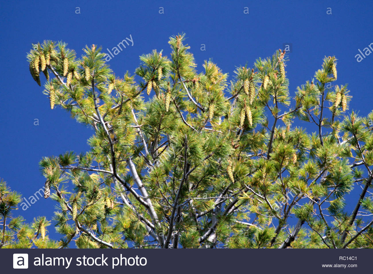 Western White Pine Pinus Monticola High Resolution Stock Photography ...