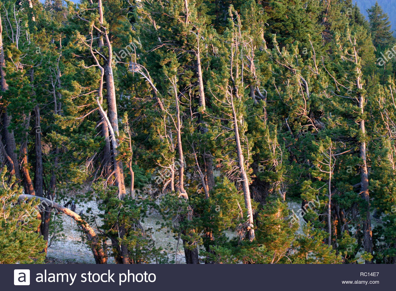 Krummholz And Tree Stock Photos & Krummholz And Tree Stock Images - Alamy