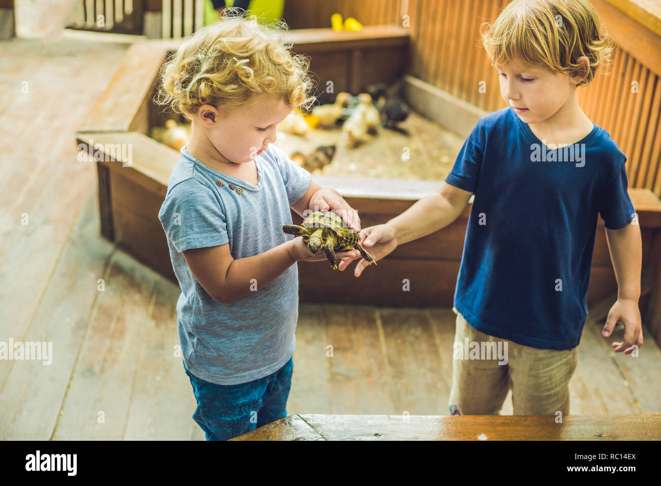 toddlers boy and girl caresses and playing with turtle in the petting ...
