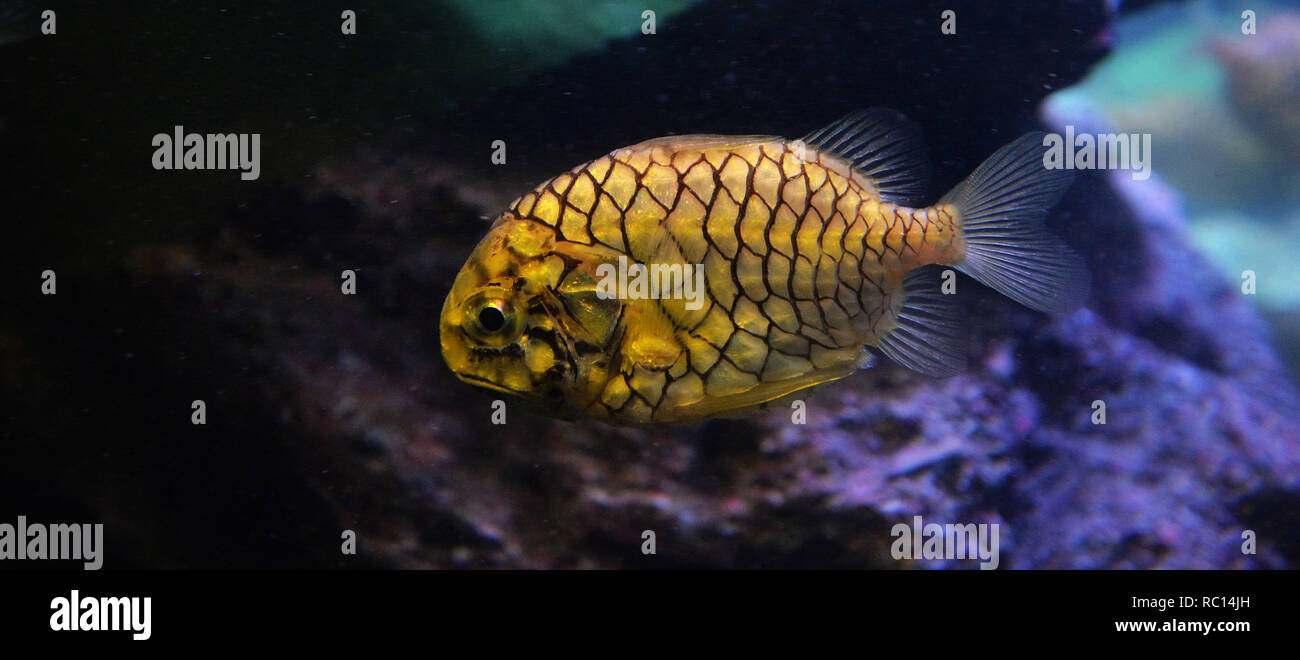 pineapple fish or Cleidopus gloriamaris / Underwater photography of ...
