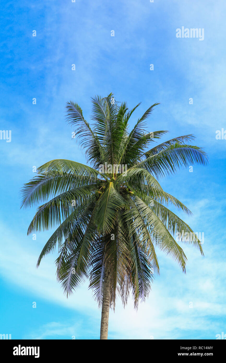 coconut tree jungle, Palms in the tropics on sky background with copy ...