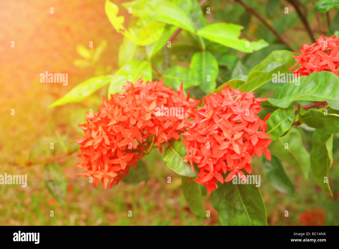 blur Ixora, spike flower red with in nature with light sunset ( Common ...