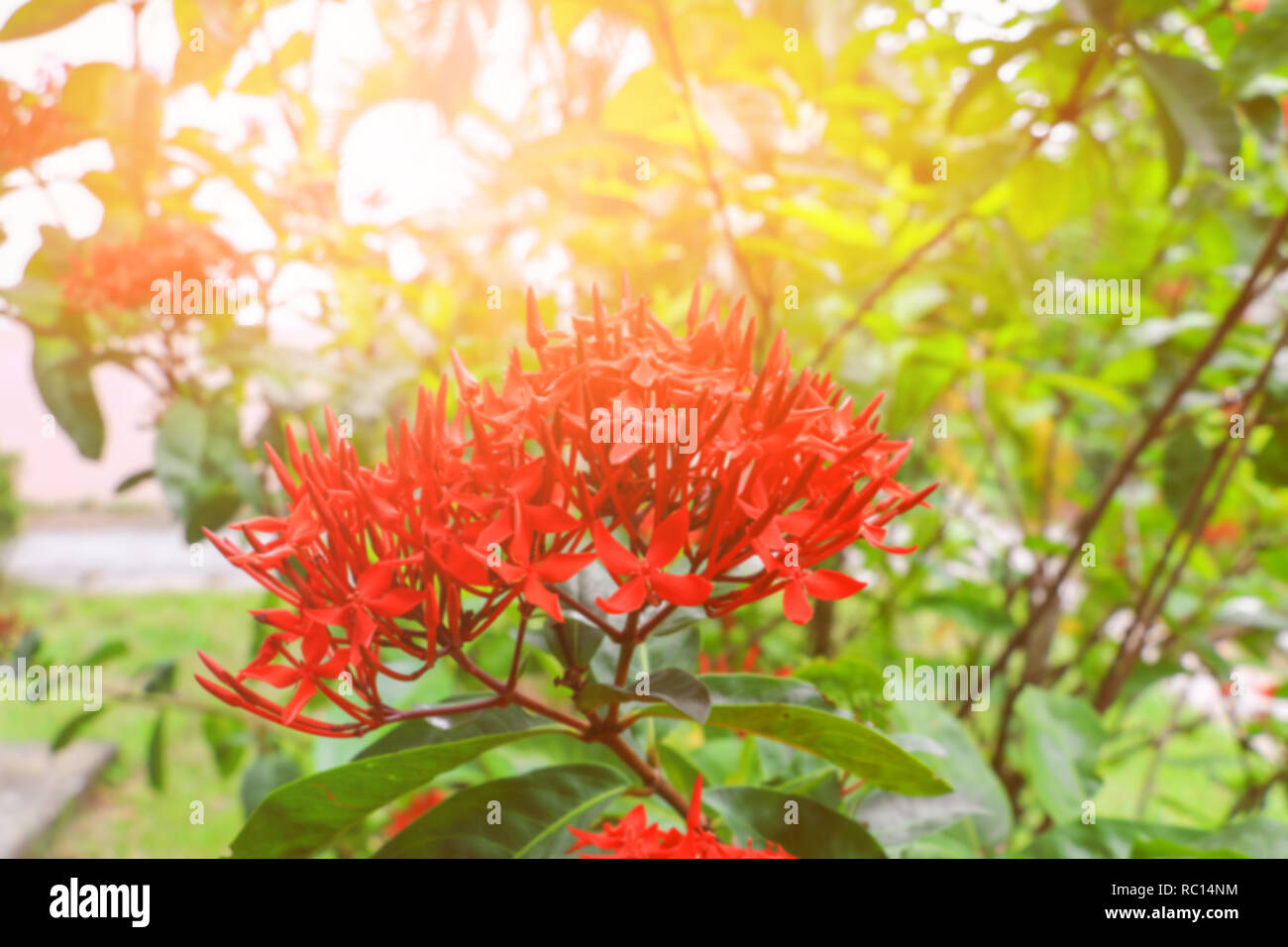 blur Ixora, spike flower red with in nature with light sunset ( Common ...