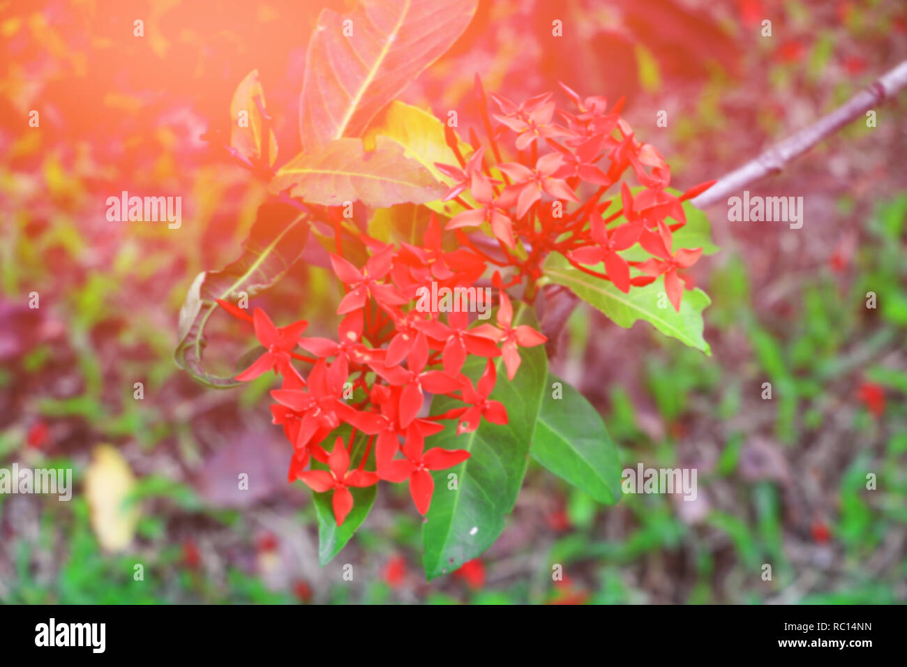 blur Ixora, spike flower red with in nature with light sunset ( Common ...