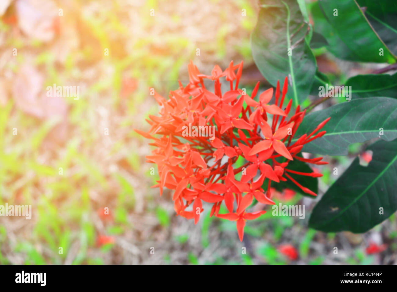 blur Ixora, spike flower red with in nature with light sunset ( Common ...