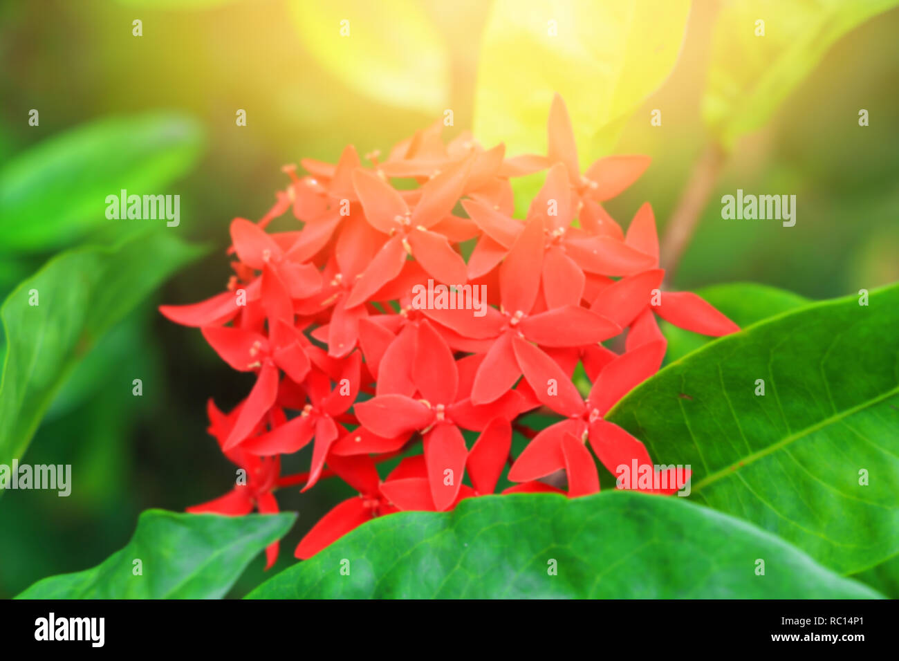 blur Ixora, spike flower red with in nature with light sunset ( Common ...