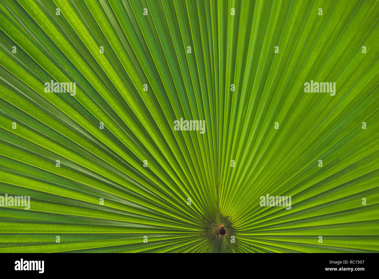 Green Footstool Palm Leaf through which the sun shines through Stock ...