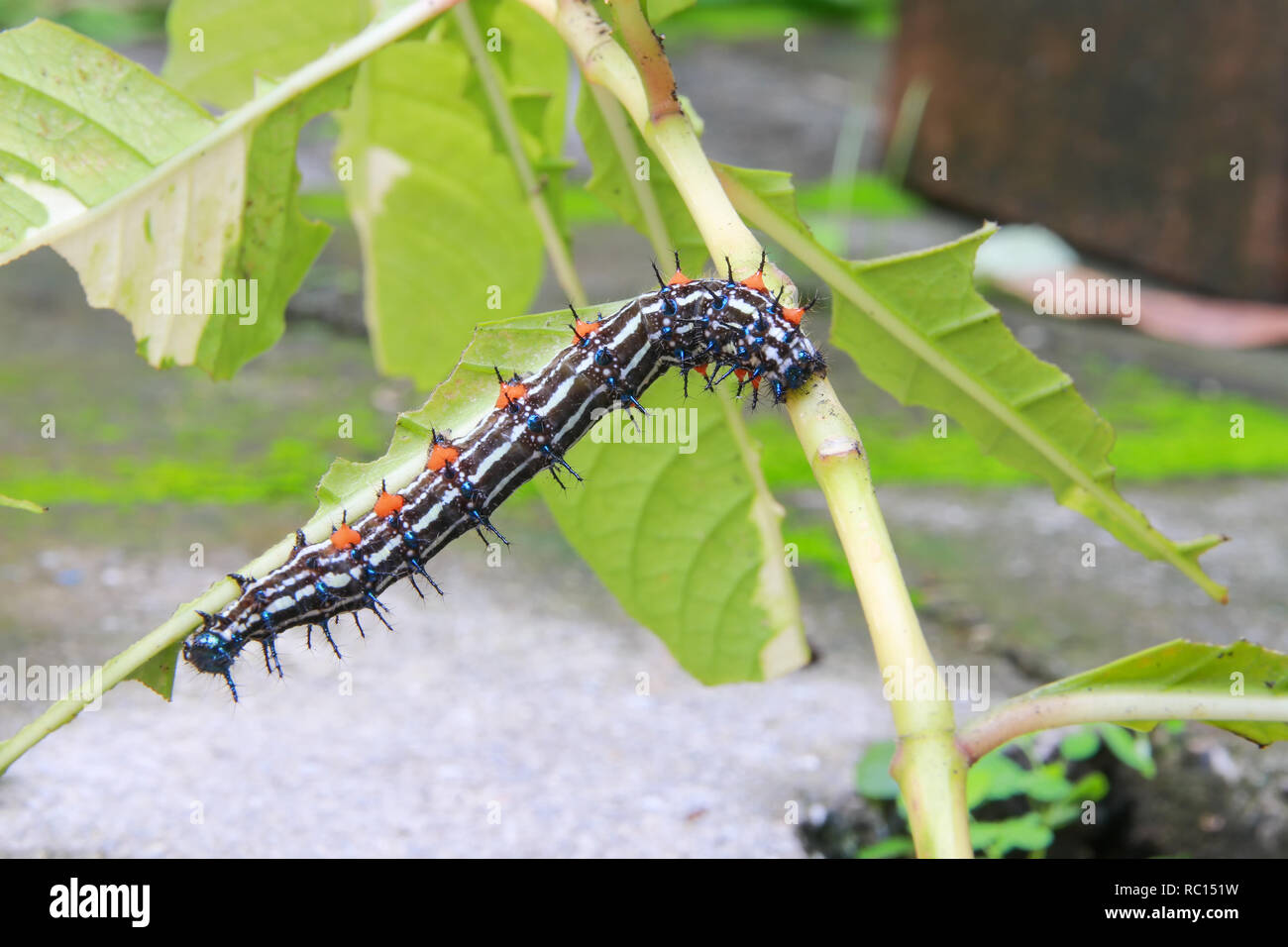caterpillar worm black and white striped Walking on leaf (Eupterote ...