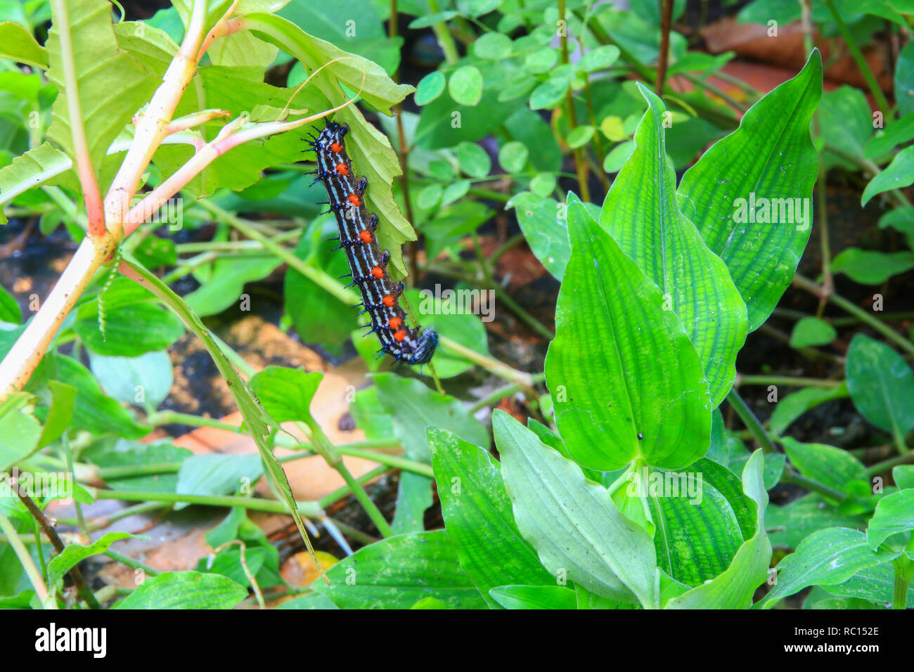 caterpillar worm black and white striped Walking on leaf (Eupterote ...
