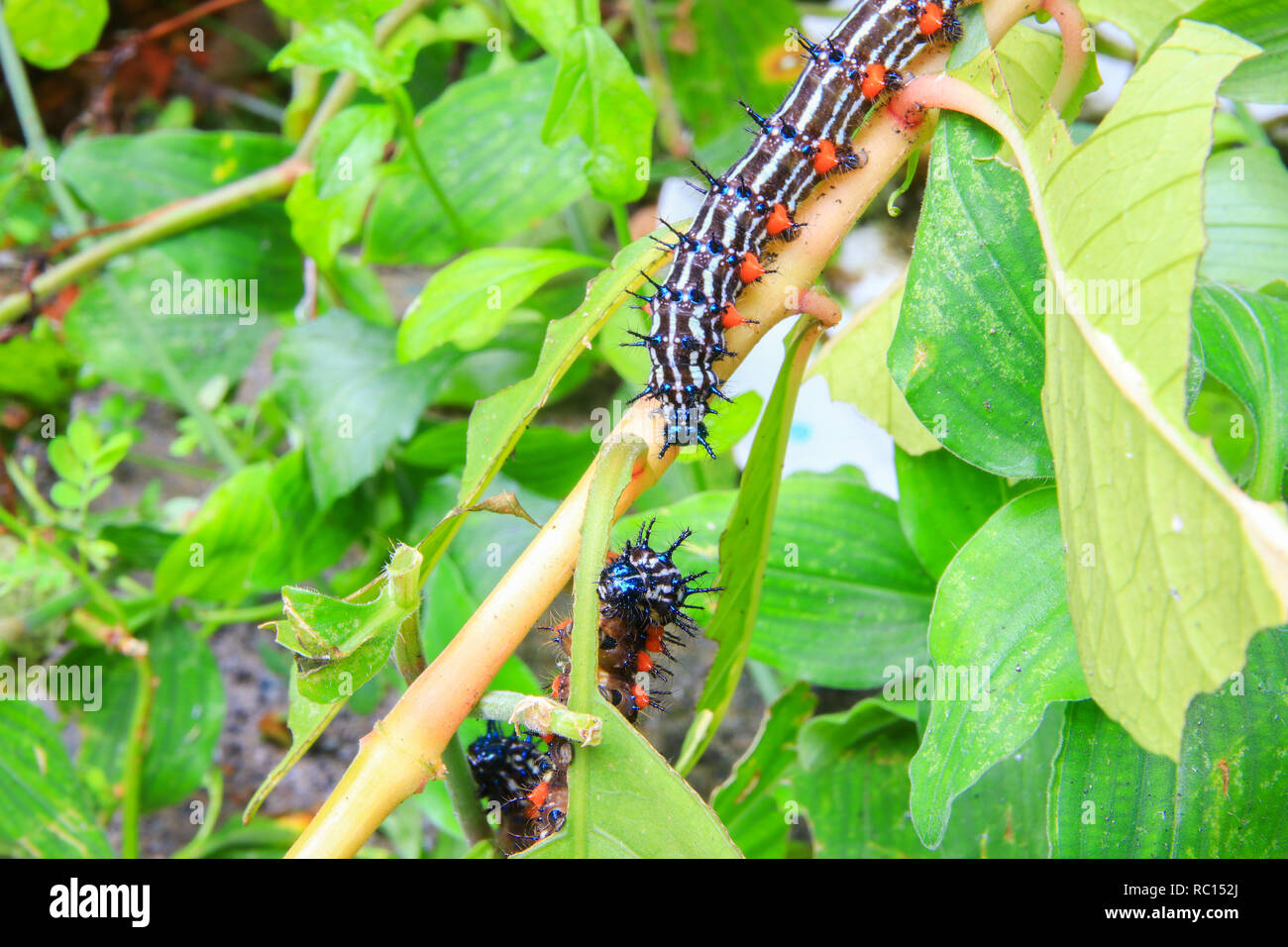 caterpillar worm black and white striped Walking on leaf (Eupterote ...